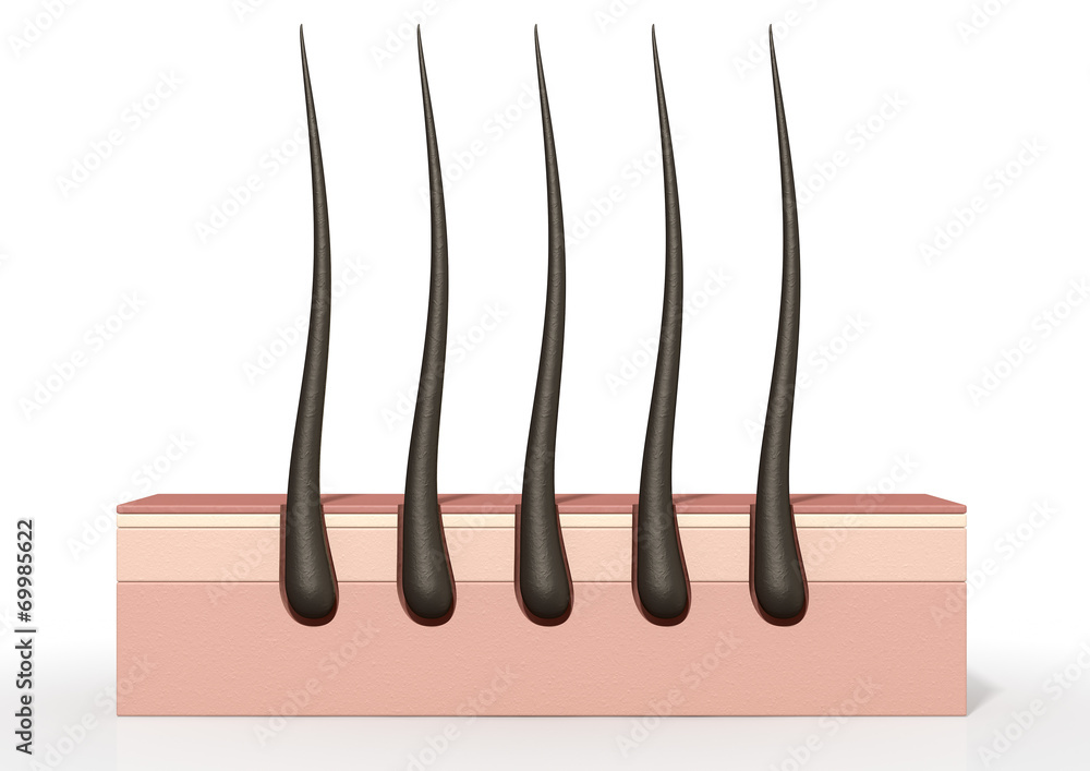 Hair Roots Cross Section Stock Illustration | Adobe Stock