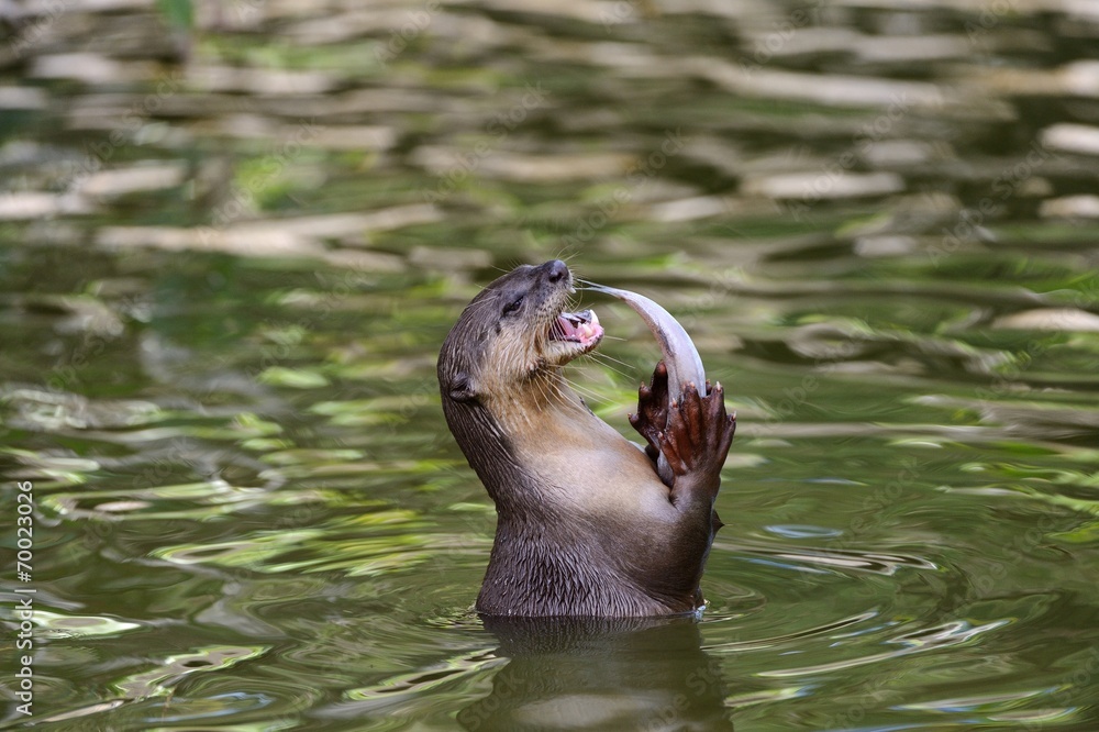 Otter Stock Photo | Adobe Stock