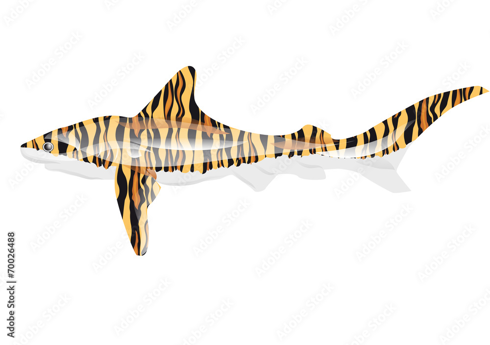 tiger shark Stock Vector | Adobe Stock