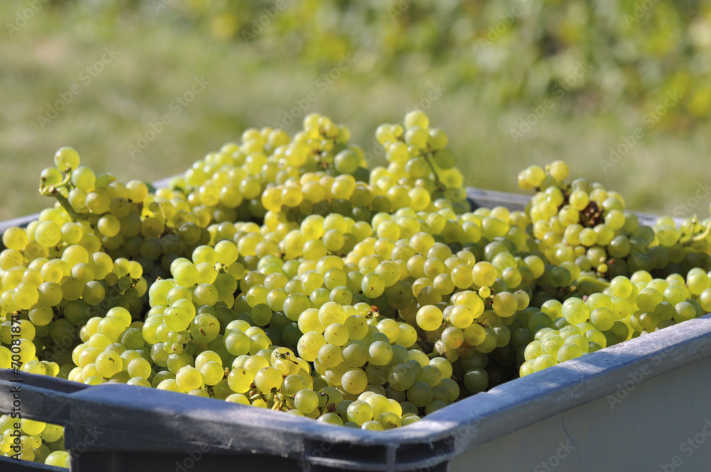 récolte de raisin Stock Photo | Adobe Stock