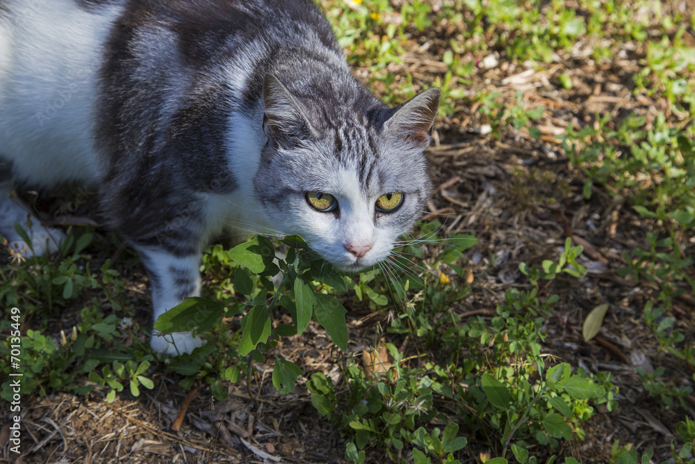 Cat Stock Photo | Adobe Stock