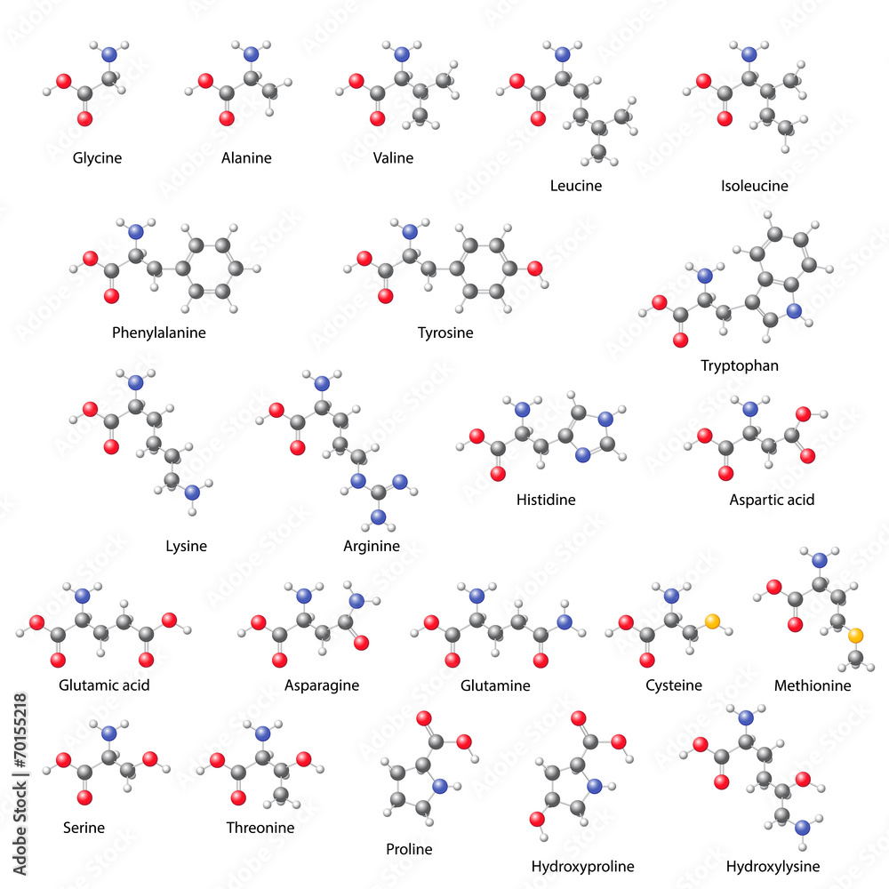 Amino acids - main structural chemical formulas Stock Vector | Adobe Stock