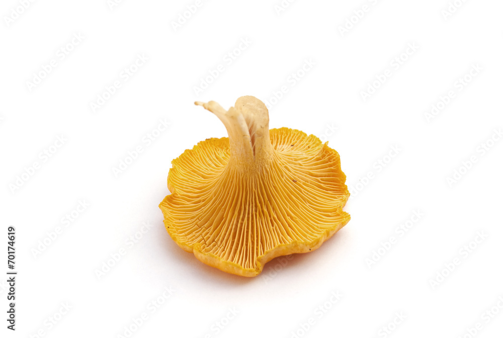 Kantarell Stock Photo | Adobe Stock
