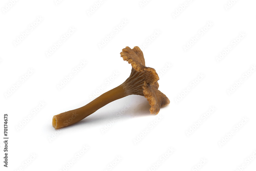 Kantarell Stock Photo | Adobe Stock