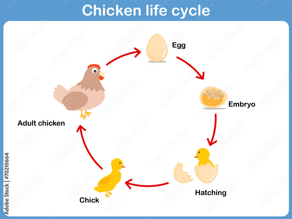Vector Life cycle of a chicken for kids Stock Vector | Adobe Stock