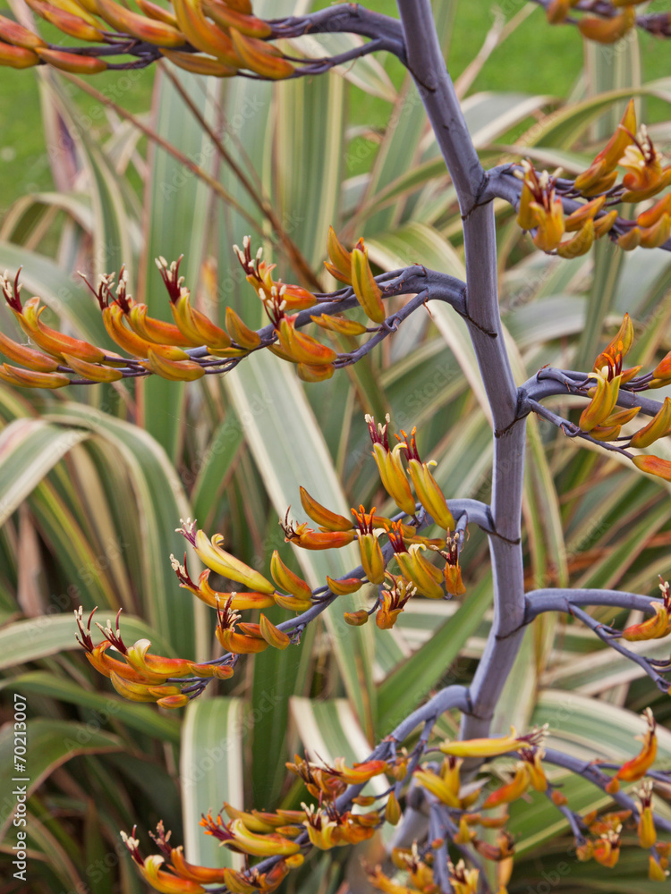 Phormium flowers also known as New Zealand Flax Stock Photo | Adobe Stock
