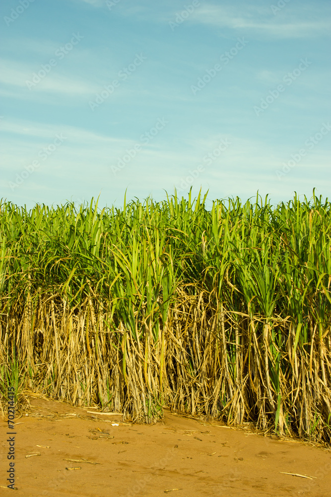 Sugar Cane Plantation Stock Photo | Adobe Stock
