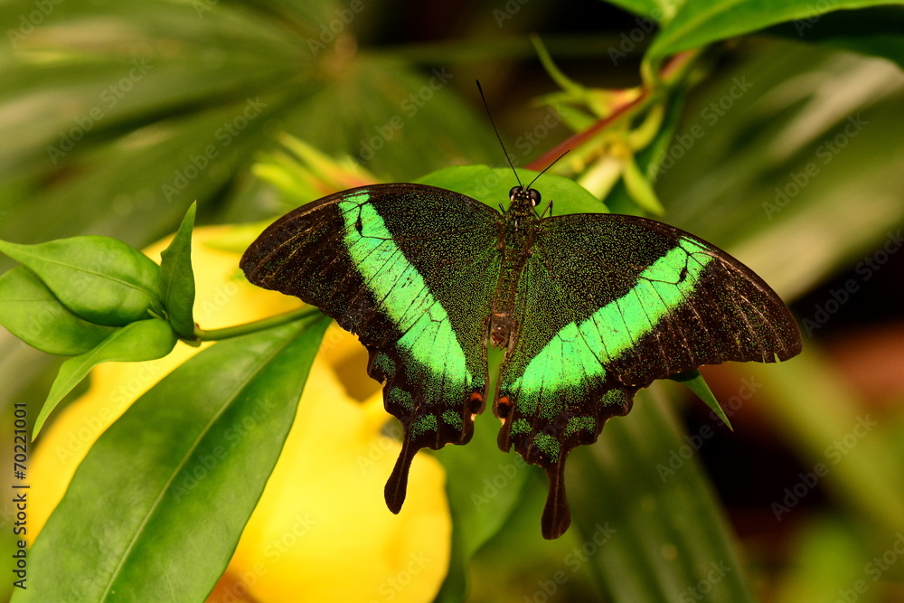 Green Peacock Butterfly