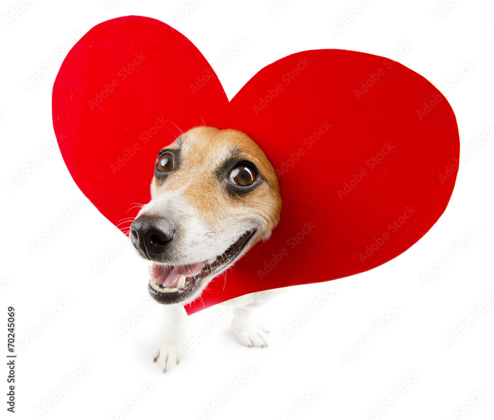 Cool smiling small dog with heart shape on the head Stock Photo | Adobe ...