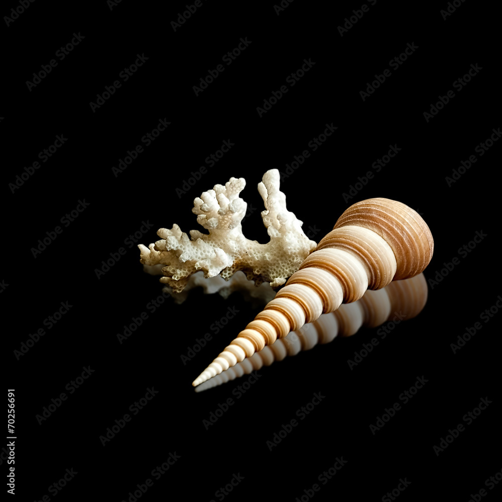 Seashell and white coral composition with reflective surface Stock ...