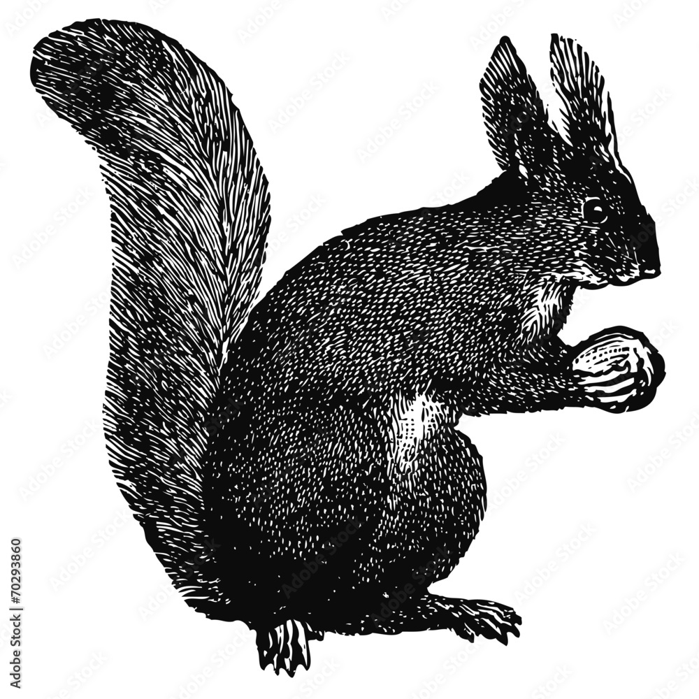 Ecureuil Stock Vector | Adobe Stock