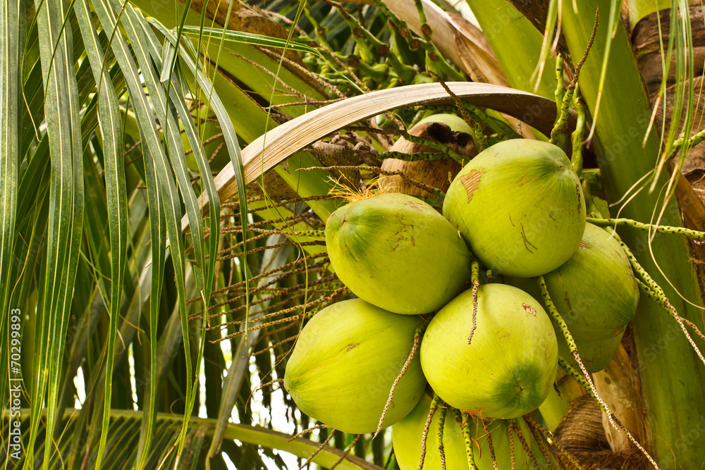 coconut on tree Stock Photo | Adobe Stock