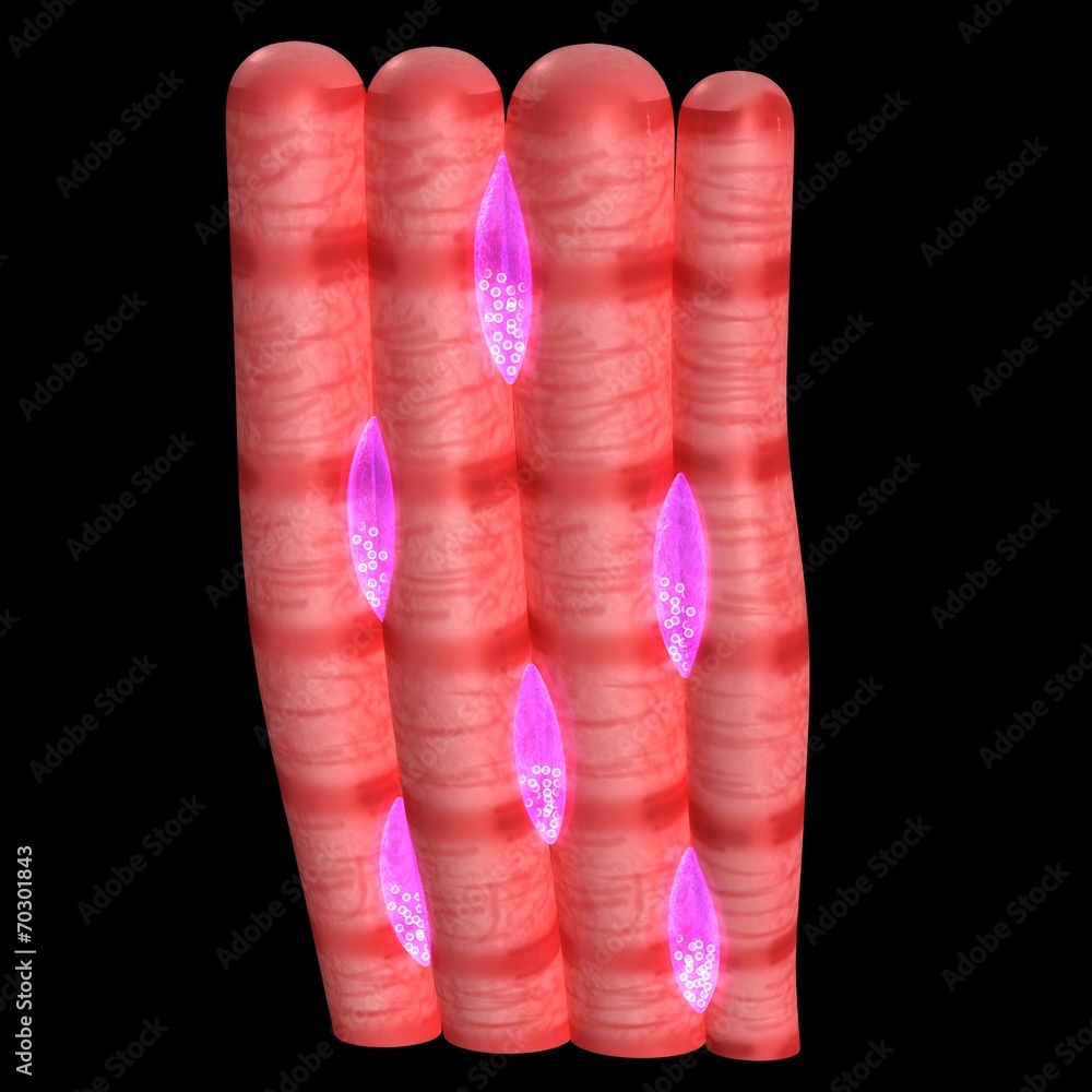 Cardiac muscle Stock Illustration | Adobe Stock