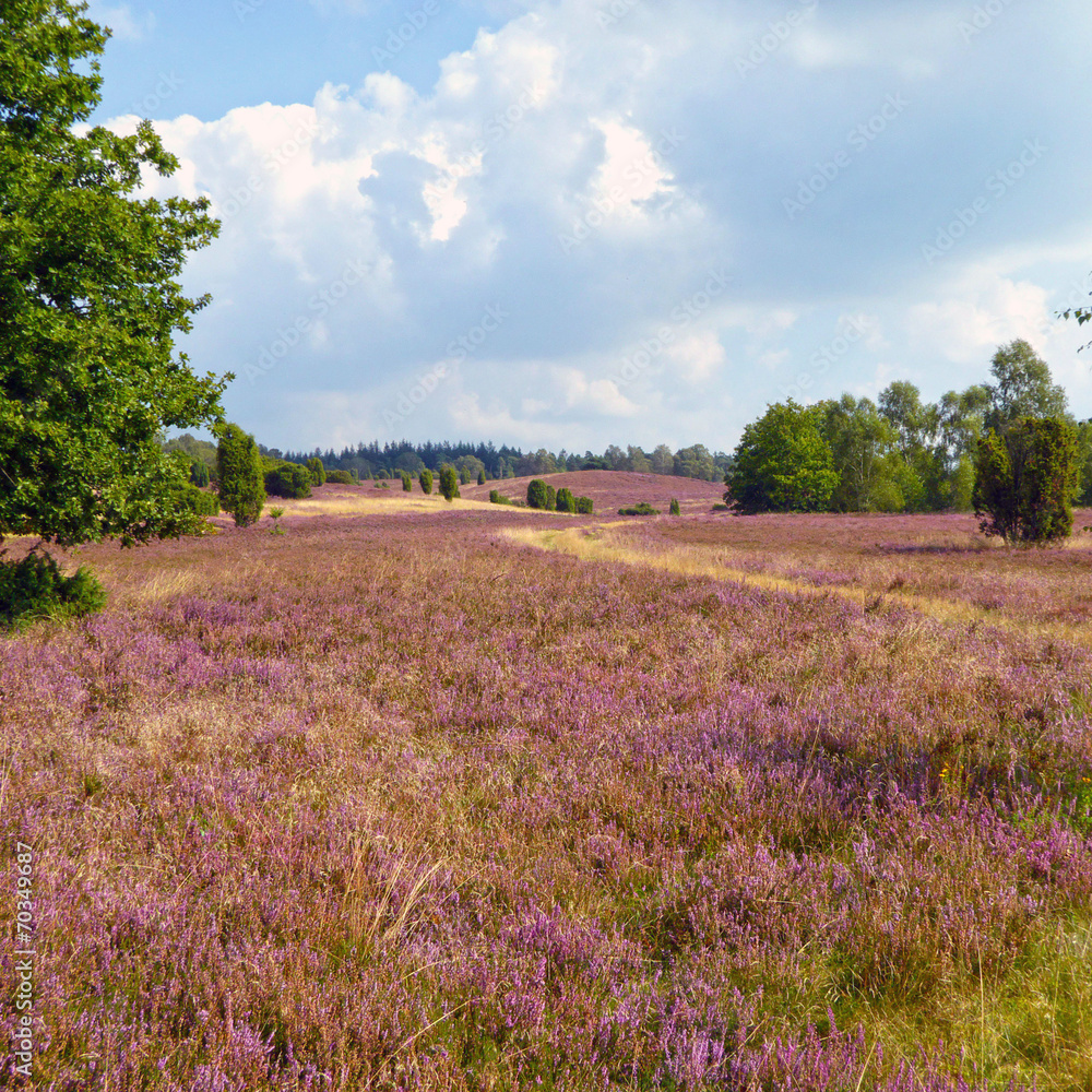 Blühende Heide Stock Photo | Adobe Stock