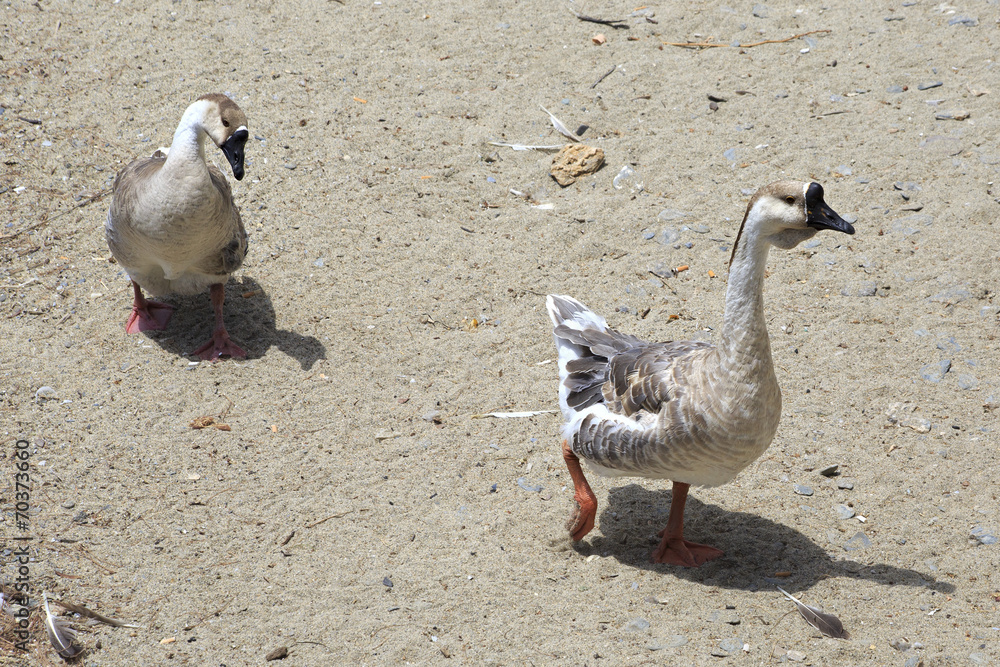 Gray geese walking along the seashore. Stock Photo | Adobe Stock