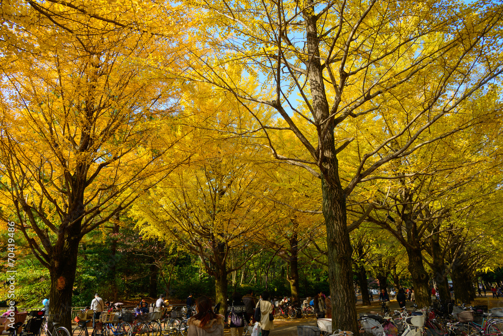 Gingko tree-lined at Hikarigaoka park in Tokyo Stock Photo | Adobe Stock