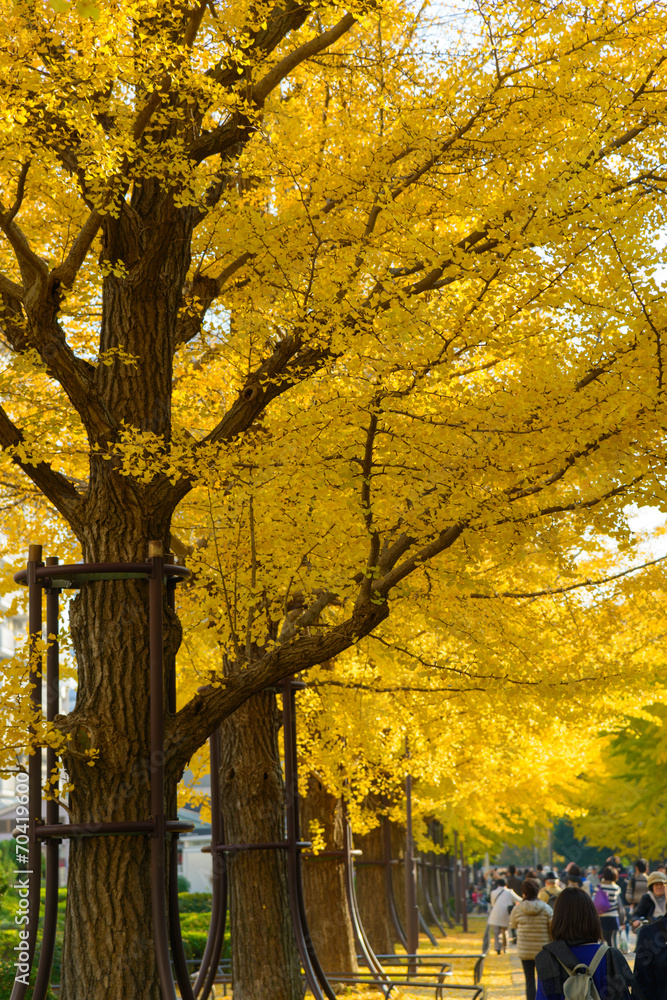 Gingko tree-lined at Hikarigaoka park in Tokyo Stock-Foto | Adobe Stock