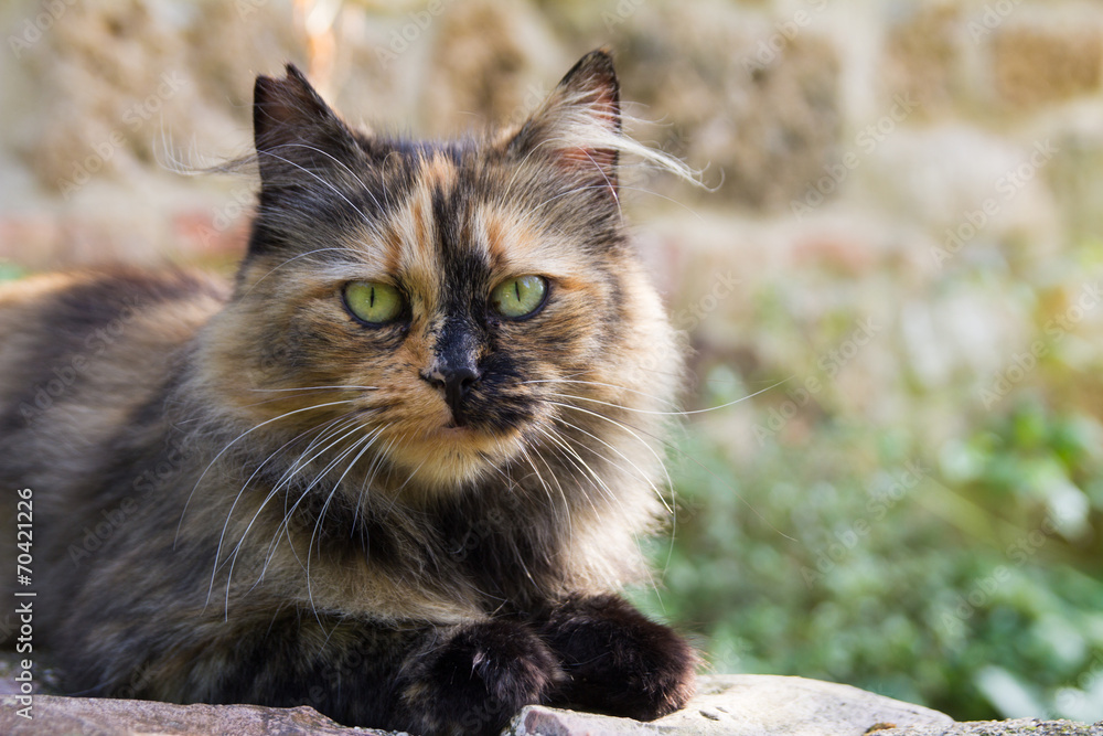 Gatto squama di tartaruga Stock Photo | Adobe Stock