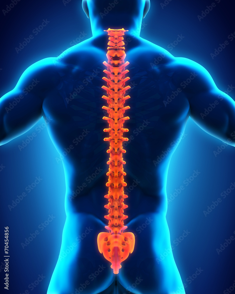 Human Male Spine Anatomy Stock Illustration | Adobe Stock