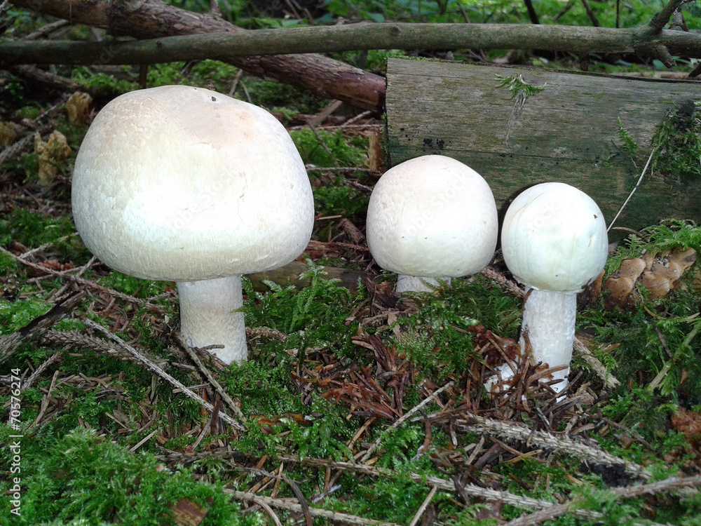 Waldchampignon, Wald-Champignon, Agaricus, silvaticus, Stock-Foto ...