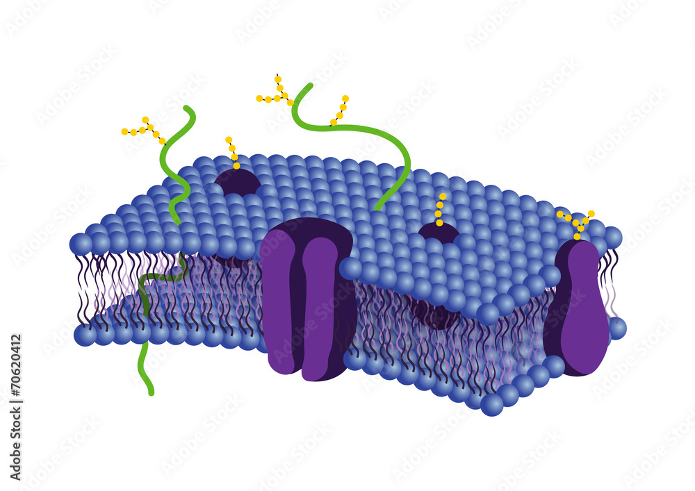 Cell Membrane Not Labeled