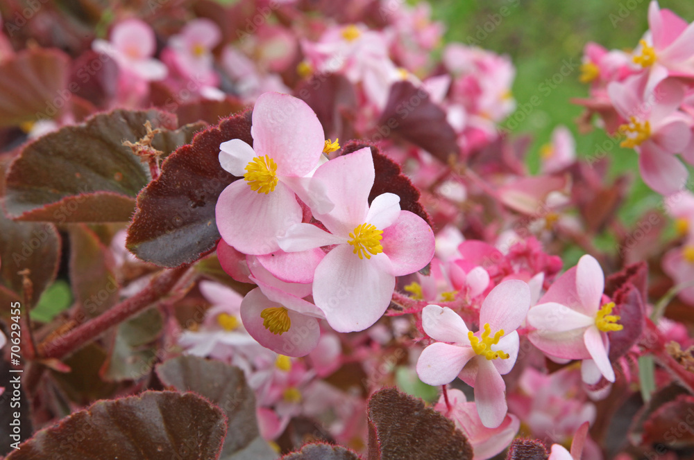 bégonia nain rose Stock Photo | Adobe Stock