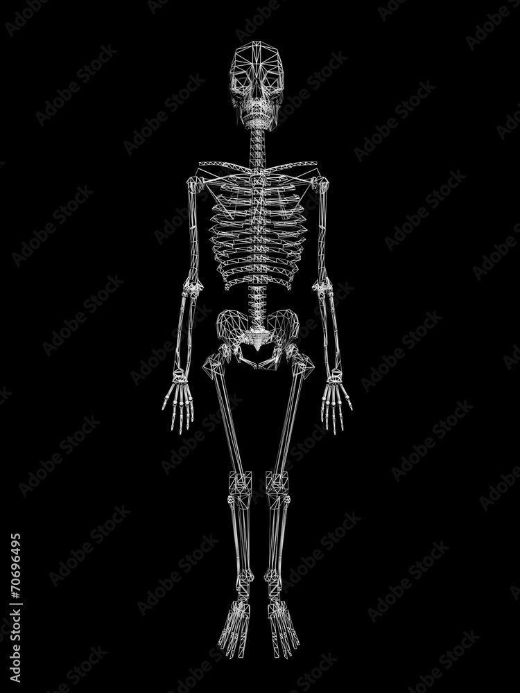 human skeleton isolated on black background,3d wire frame Stock ...