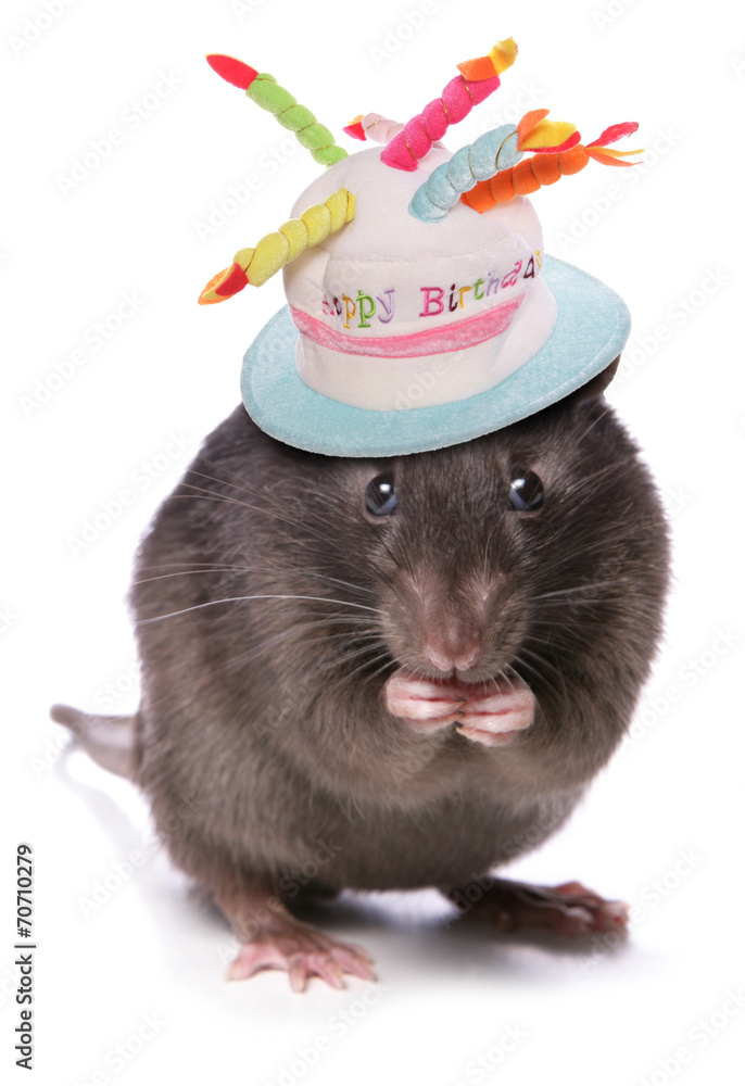 Rats With Feathers Hat