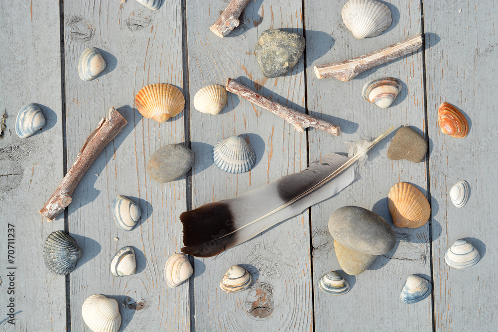 Schelpen en veer op oud geverfd hout Stock Photo | Adobe Stock