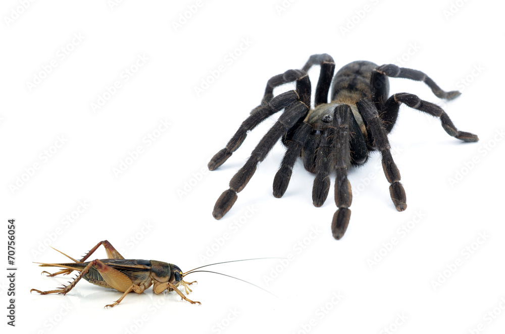 black curly-hair tarantula Brachypelma albopilosum isolated Stock Photo ...