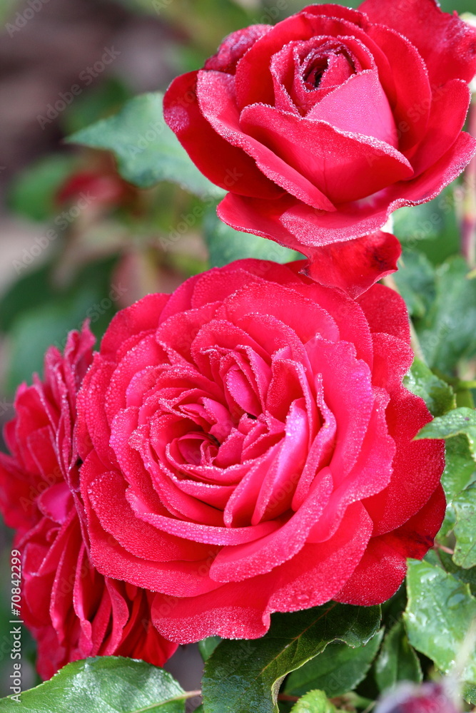 Fleurs de rose rouges rosier remontant variété Mona Lisa gros plan ...