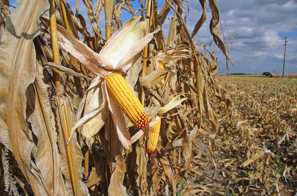 Ripe corn in the field is dry and ready for harvest Stock Photo | Adobe ...