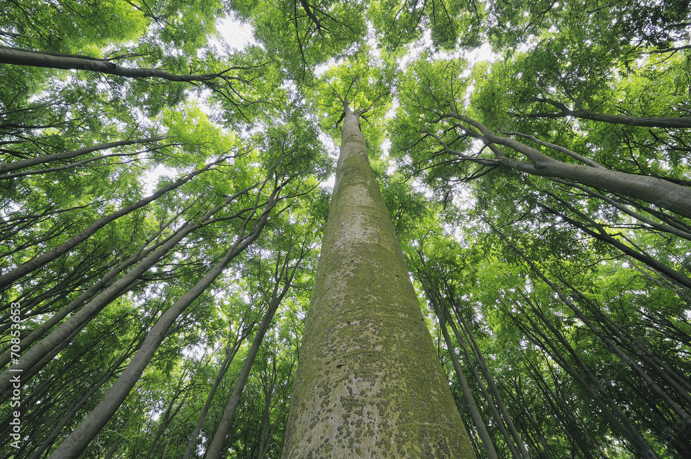 Germany, Mecklenburg-Western Pomerania, beech trees Fagus, view from ...