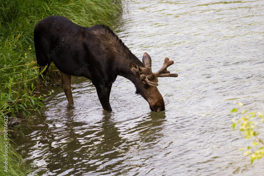 young male moose Stock Photo | Adobe Stock