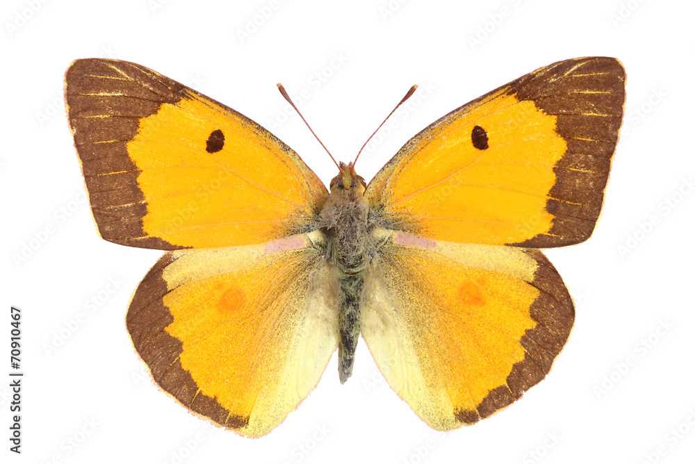 papillon citron soufré Stock Photo | Adobe Stock