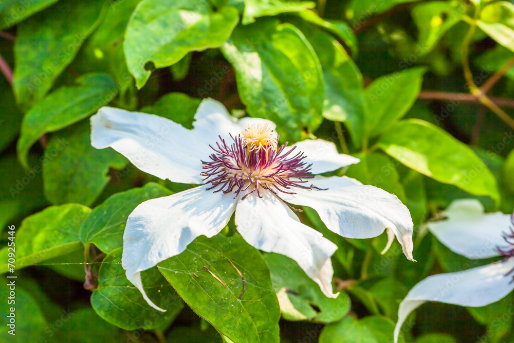White clematis Stock Photo | Adobe Stock