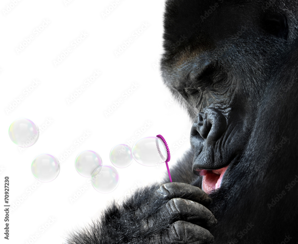 Animal portrait of a gorilla blowing bubbles with a wand Stock Photo ...