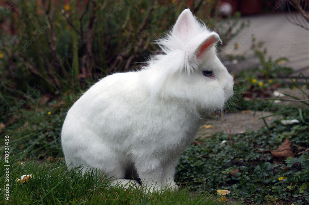 Zwerghase Stock Photo | Adobe Stock