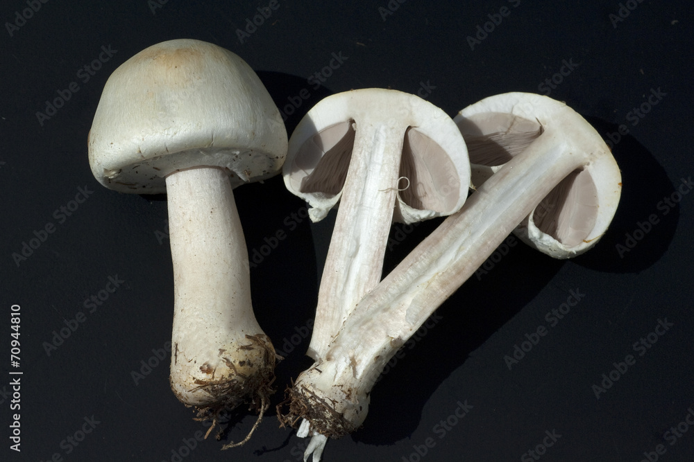 Waldchampignon, Wald-Champignon, Agaricus, silvaticus, Stock-Foto ...