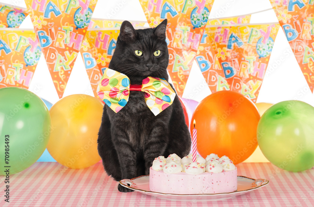 Katzengeburtstag Stock Photo | Adobe Stock