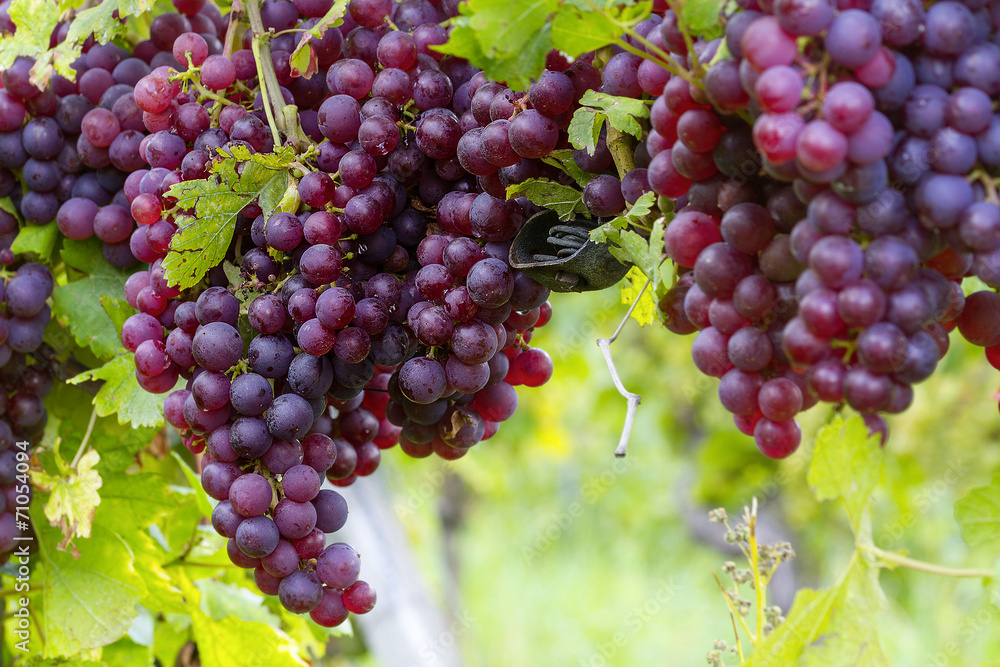Trauben rot foto de Stock | Adobe Stock