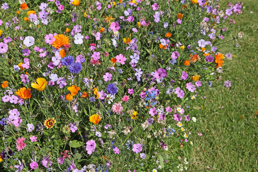 gazon fleuri Photos | Adobe Stock