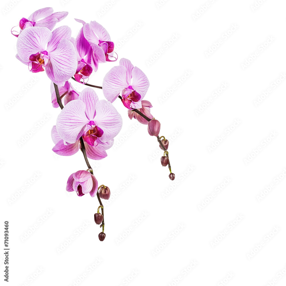 Orchid branch Photos | Adobe Stock