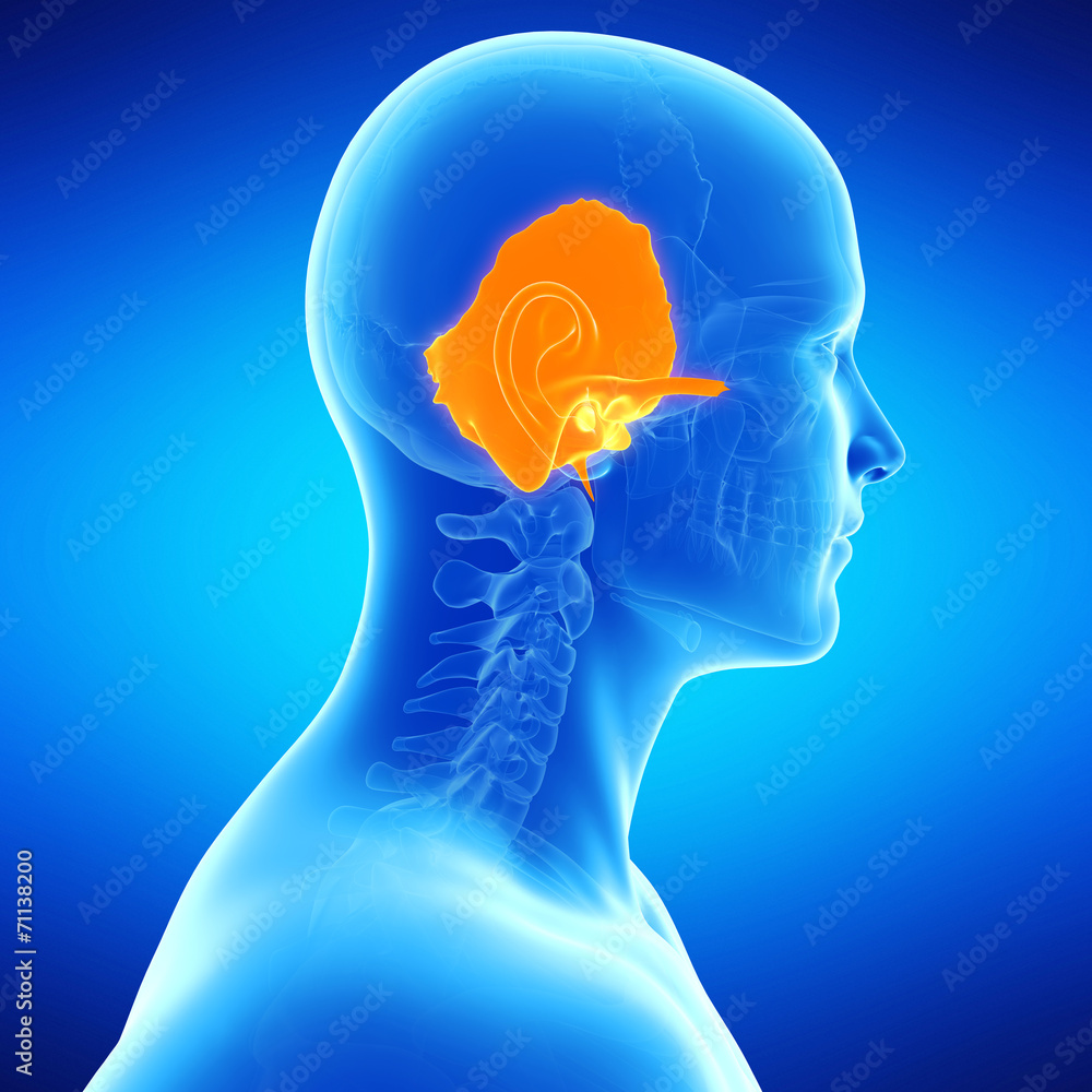 Poster medical illustration of the temporal bone – Wall Art | UkPosters