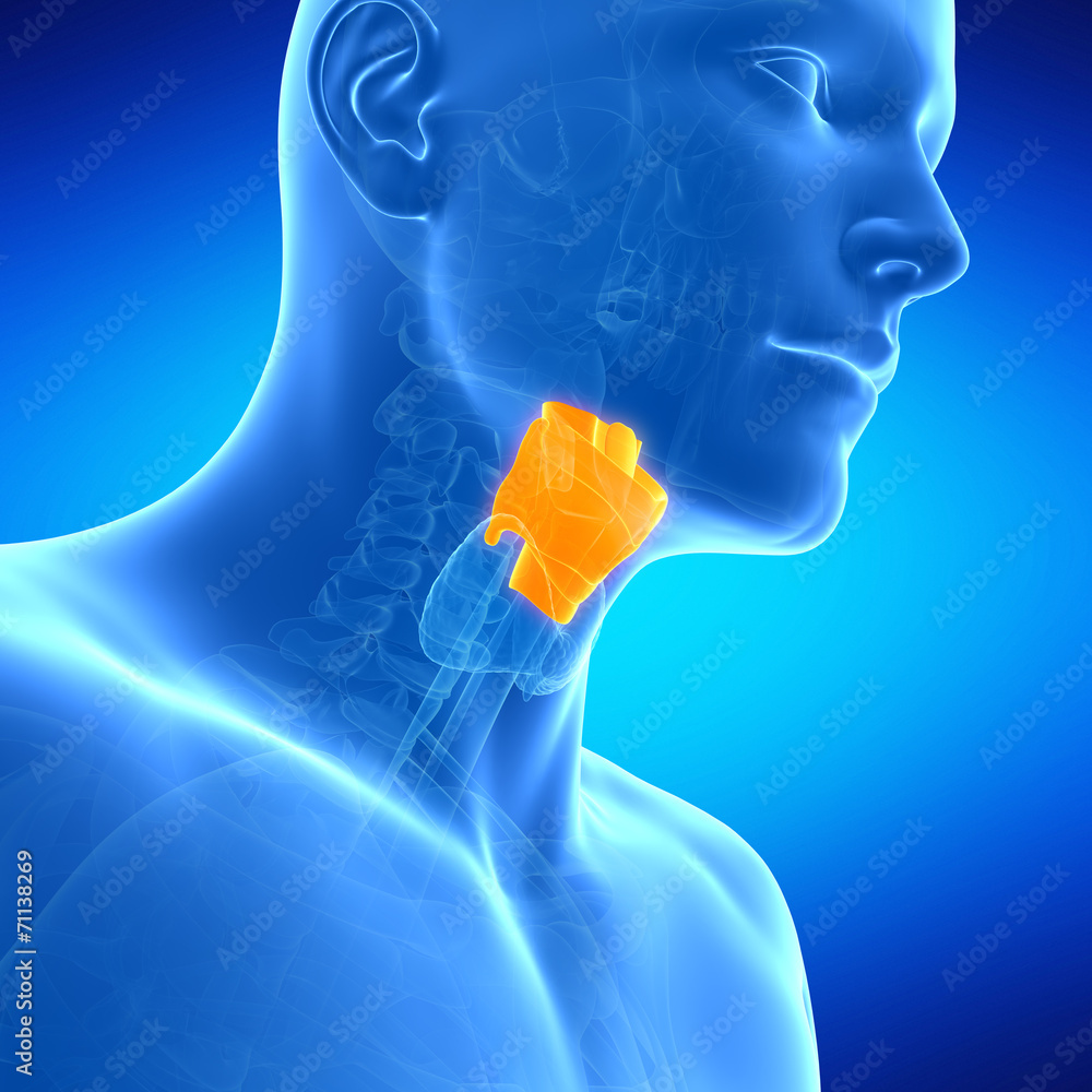medical illustration of the larynx Stock Illustration | Adobe Stock