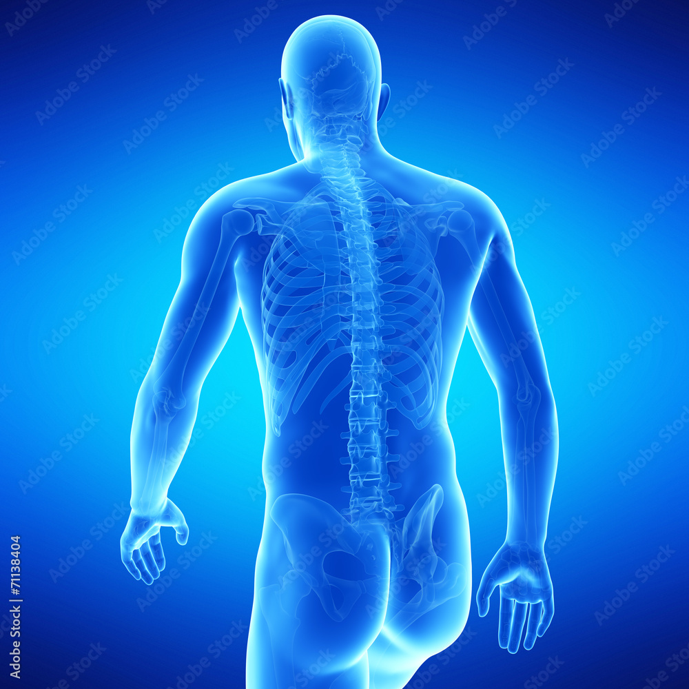 medical illustration of the upper body anatomy Stock Illustration ...