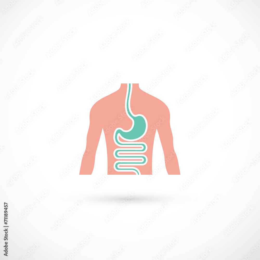 Human digestive system Stock Vector | Adobe Stock