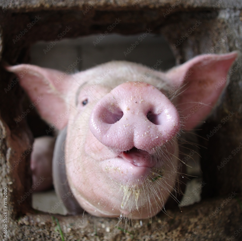 Stockfoto nez de porc | Adobe Stock