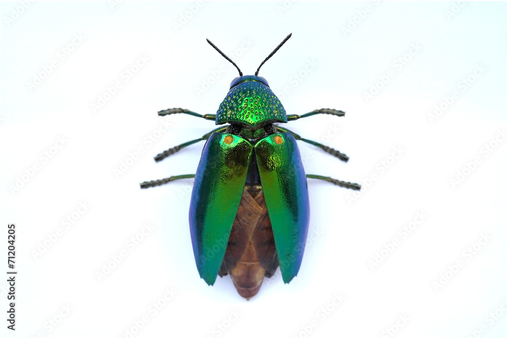 Jewel Beetle Flying