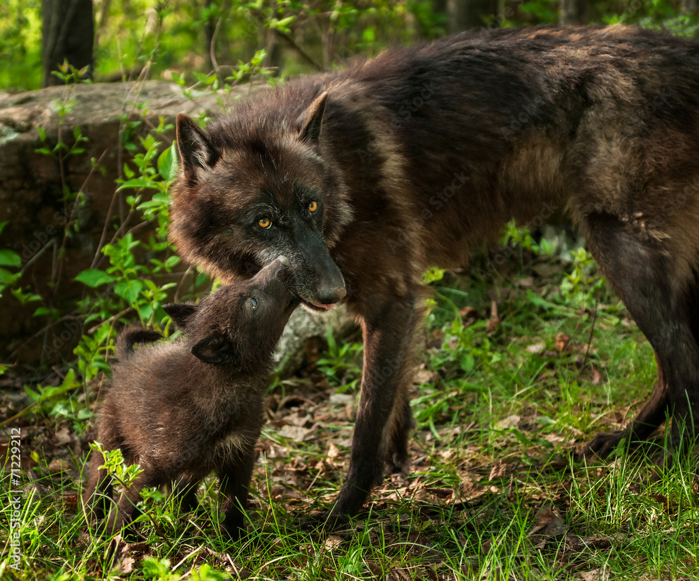 Black Wolf Puppies